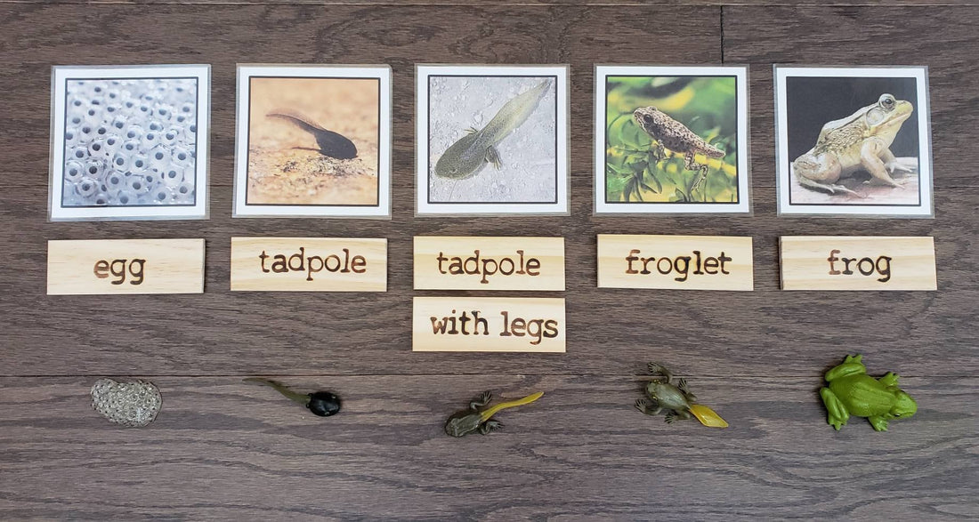Frog Life Cycle, Parts of a Frog, Critical Thinking Skills, Montessori ...