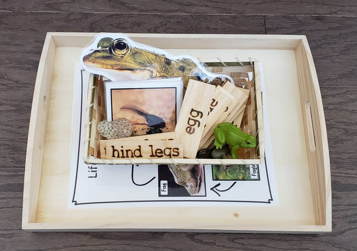 Frog Life Cycle, Parts of a Frog, Critical Thinking Skills, Montessori ...