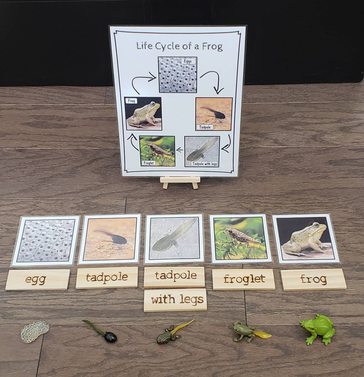 Frog Life Cycle, Parts of a Frog, Critical Thinking Skills, Montessori ...