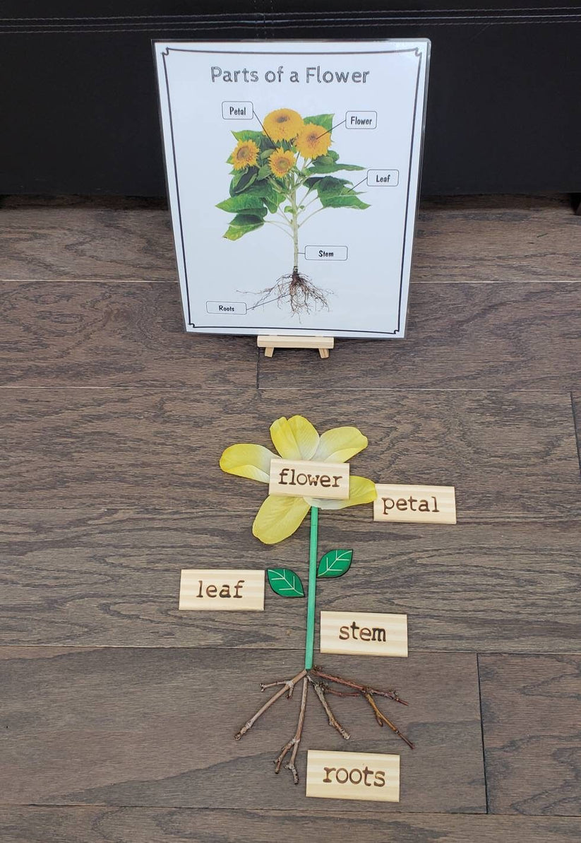 Loose Parts Flower Activity, Parts of a Flower, Fine Motor Skills, Gif ...
