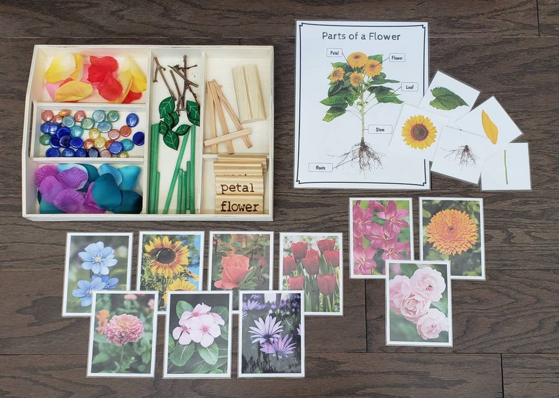 Loose Parts Flower Activity, Parts of a Flower, Fine Motor Skills, Gif ...