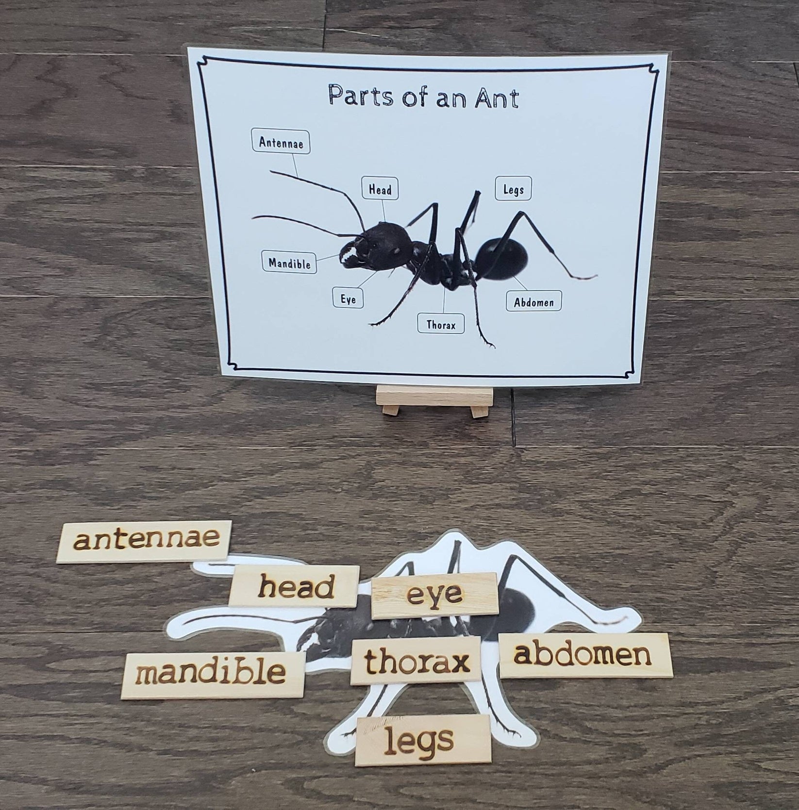 Ant Life Cycle, Parts of an Ant, Critical Thinking Skills, Montessori ...