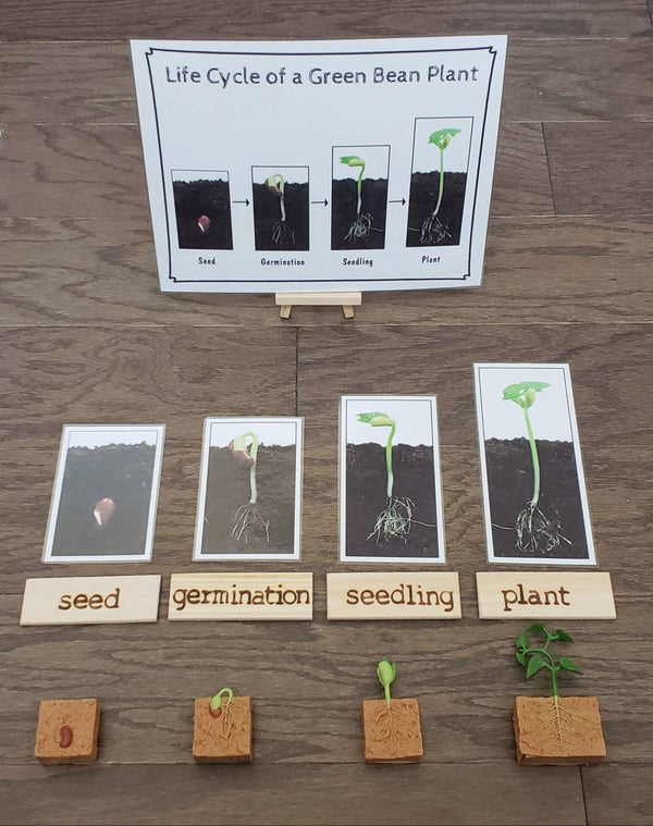 Plant Life Cycle, Parts of a Green Bean Plant, Critical Thinking Skill ...