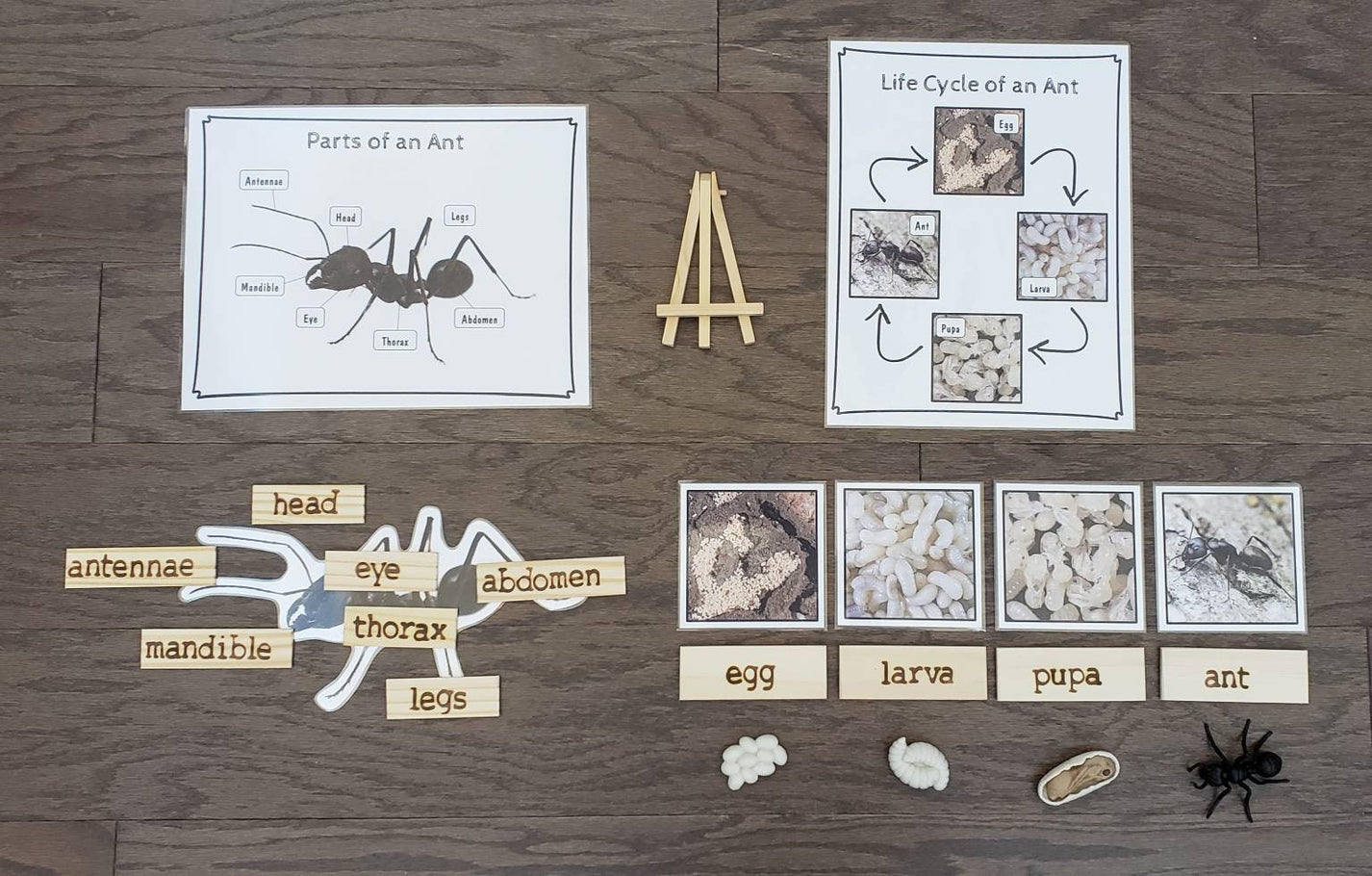 Ant Life Cycle, Parts of an Ant, Critical Thinking Skills, Montessori ...