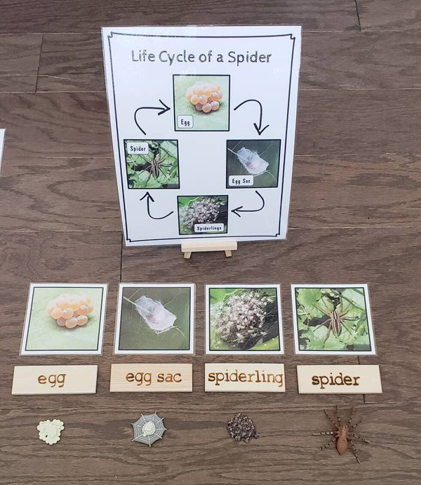 Spider Life Cycle, Parts of a Spider, Critical Thinking Skills, Montes ...