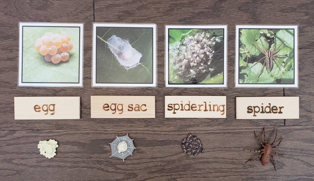 Spider Life Cycle, Parts of a Spider, Critical Thinking Skills, Montes ...