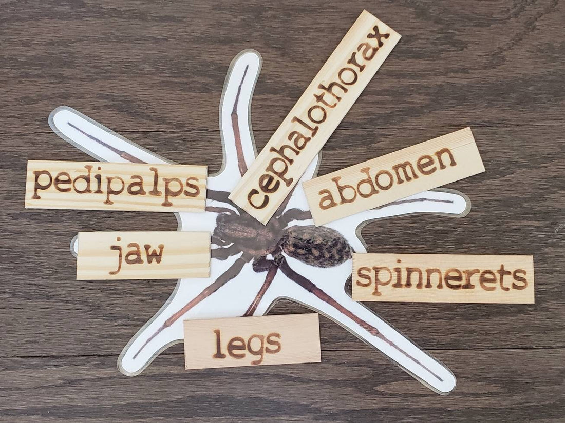 Spider Life Cycle, Parts of a Spider, Critical Thinking Skills, Montes ...